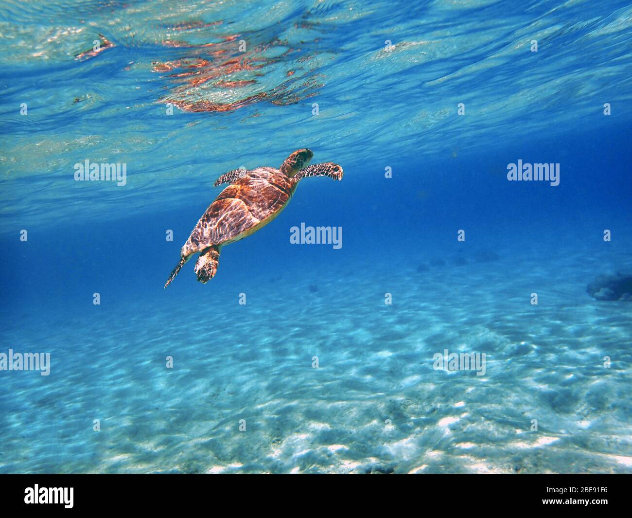 An underwater photo of a Sea Turtle. Sea turtles, sometimes called ...