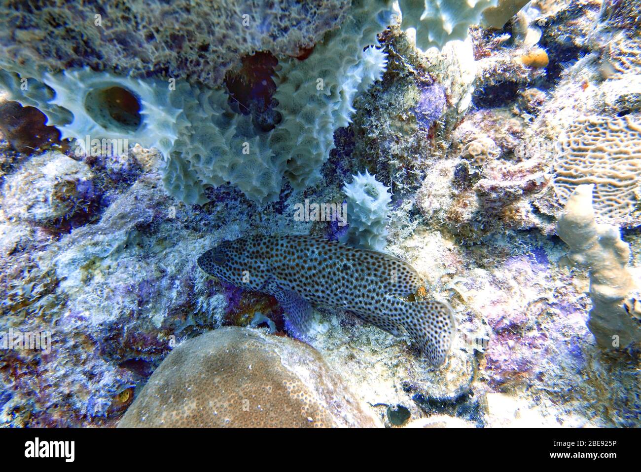 An underwater photo of a black grouper (Mycteroperca bonaci) which is ...