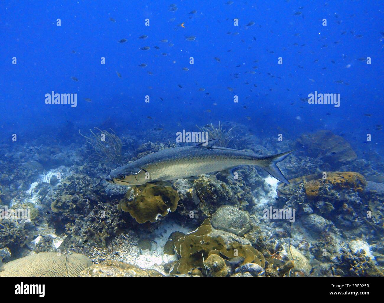 An underwater photo of a Tarpon which are large air-breathing fish of ...