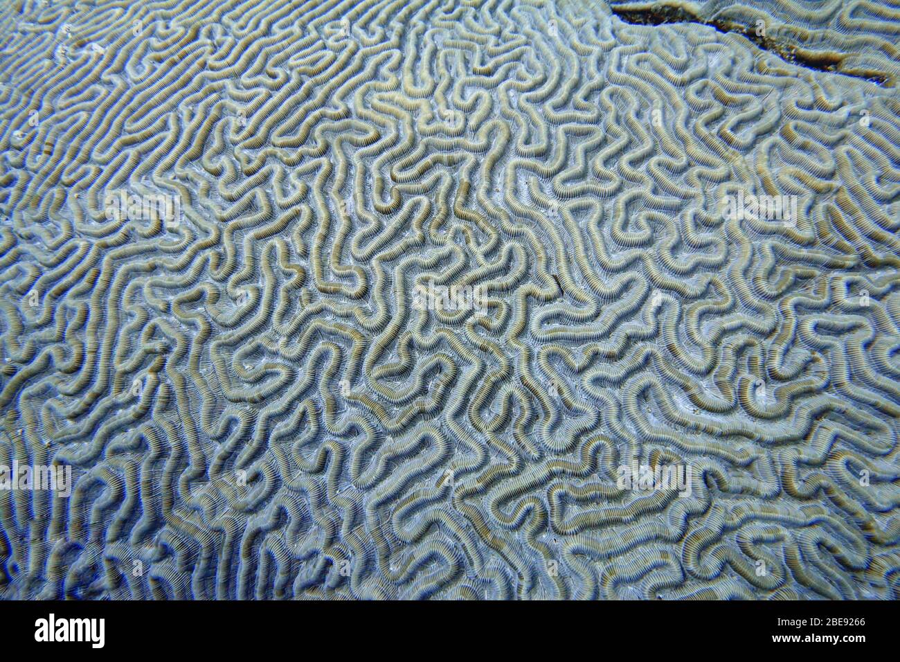 An underwater photo of coral. Corals are marine invertebrates within ...