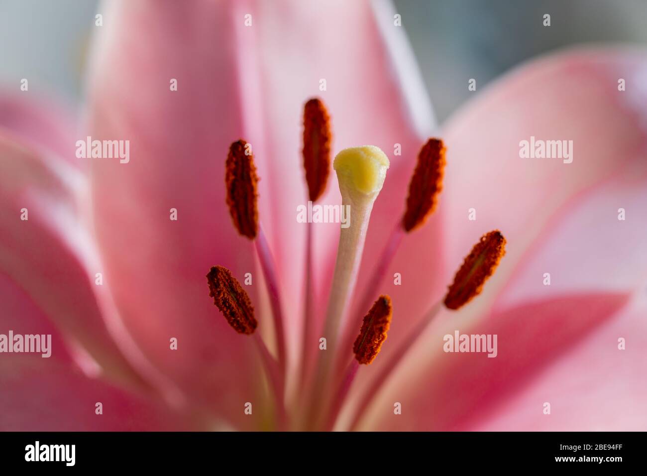 Close up of a pink lily (latin Lilium candidum) with a clear view on ...