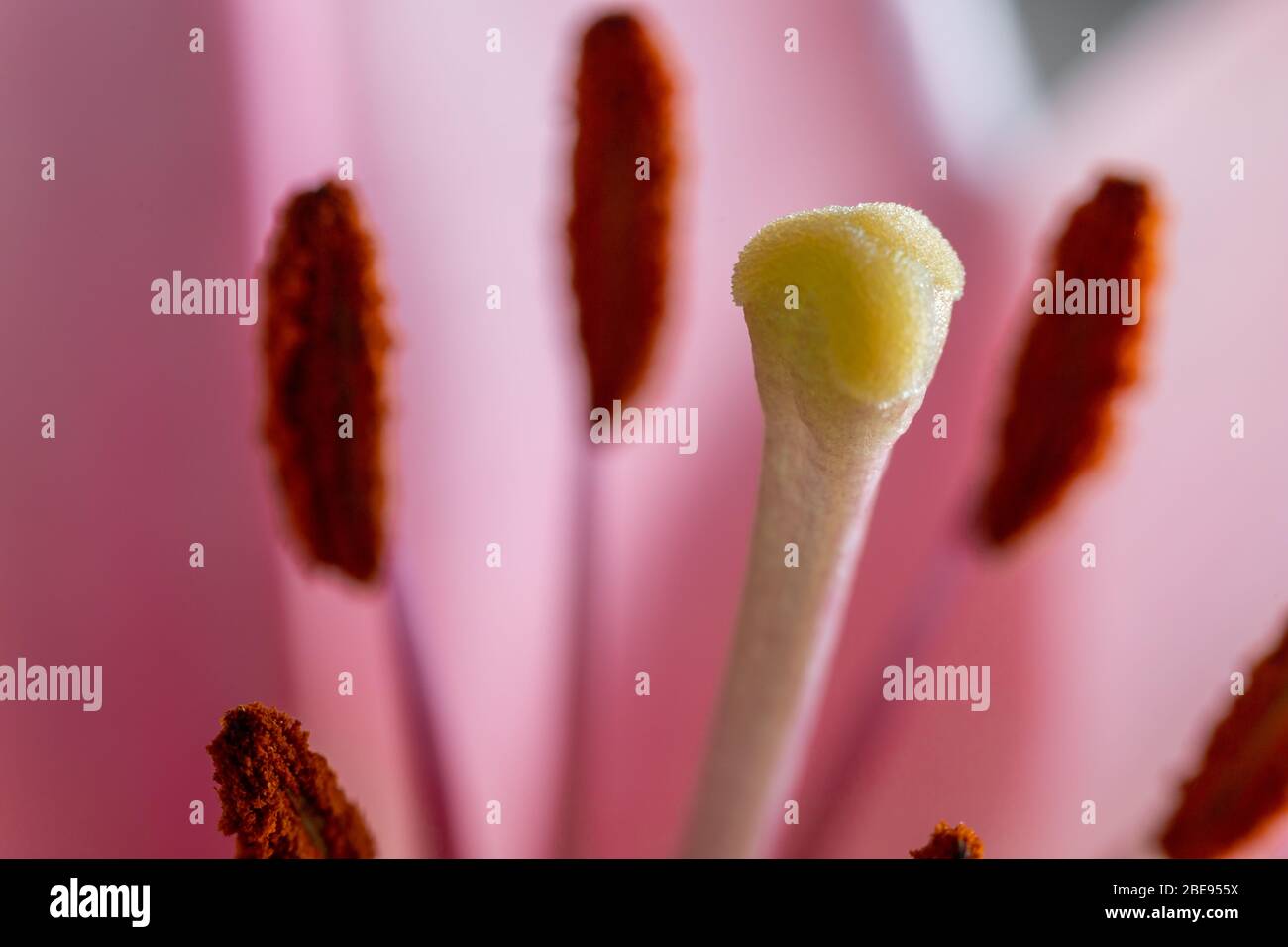 Close up of a pink lily (latin Lilium candidum) with a clear view on ...