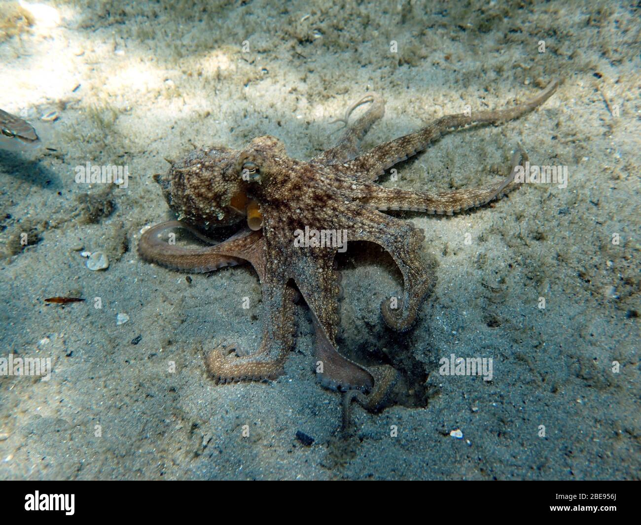 An underwater photo of a Octopus which is a soft-bodied, eight-limbed ...