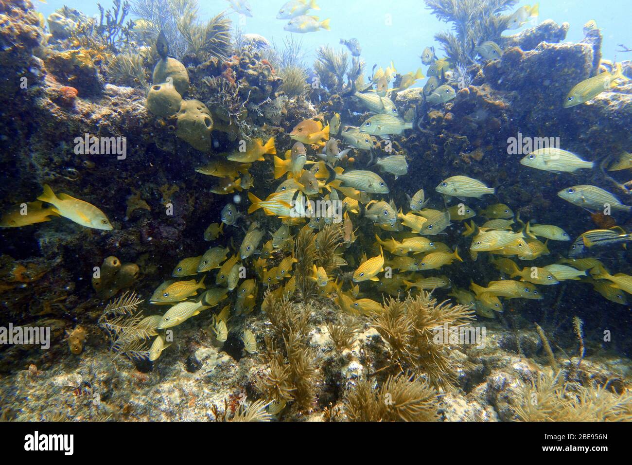 An underwater photo of blue striped grunt (Haemulon sciurus) or ...