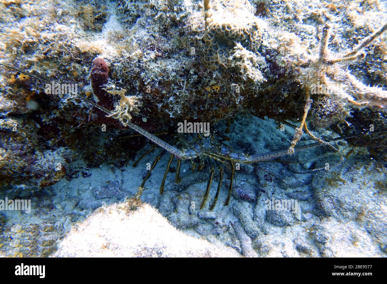 Caribbean Coral Reef Lobster Stock Photos & Caribbean Coral Reef ...