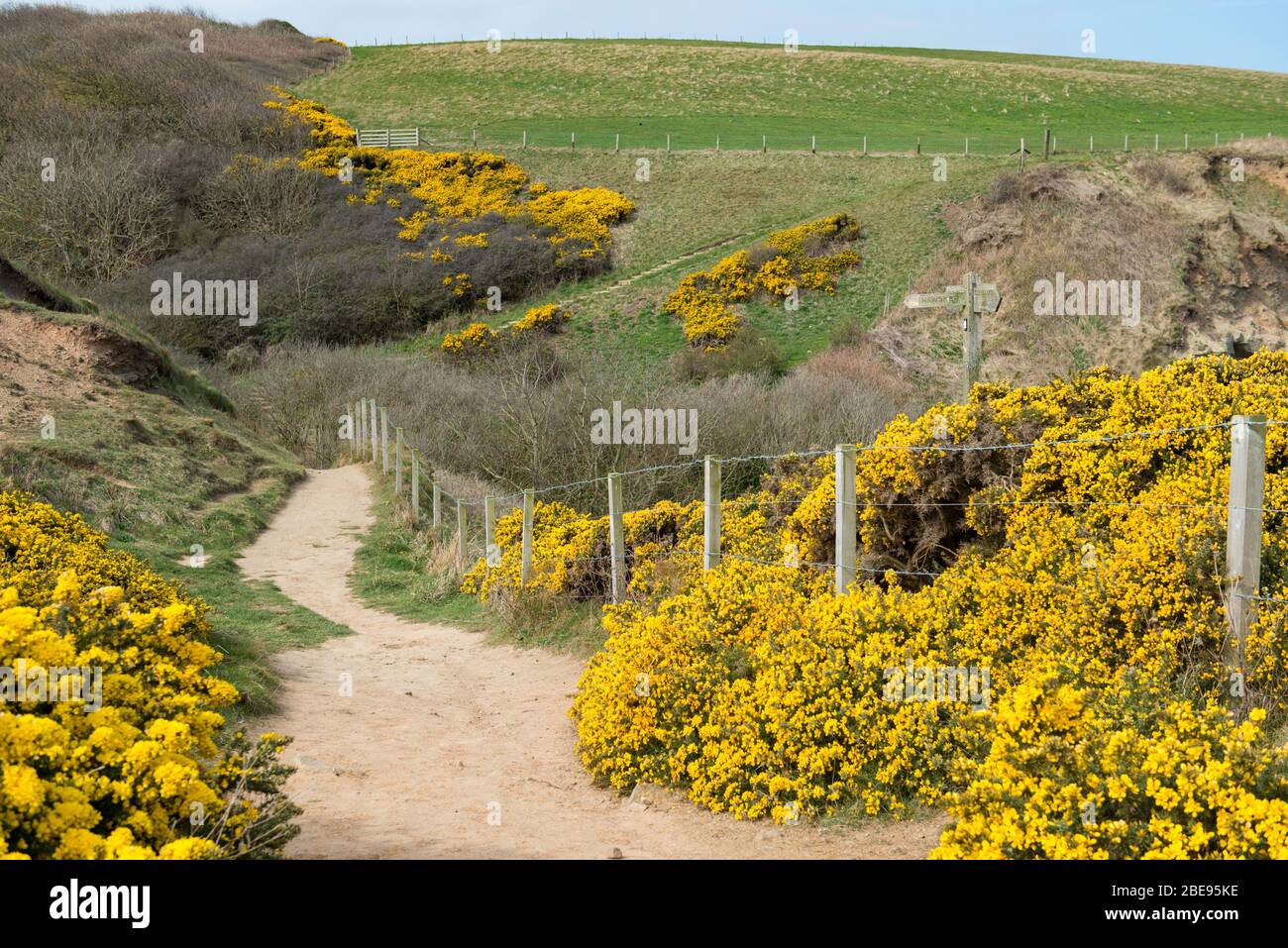 Cleveland way path flowers hi-res stock photography and images - Alamy