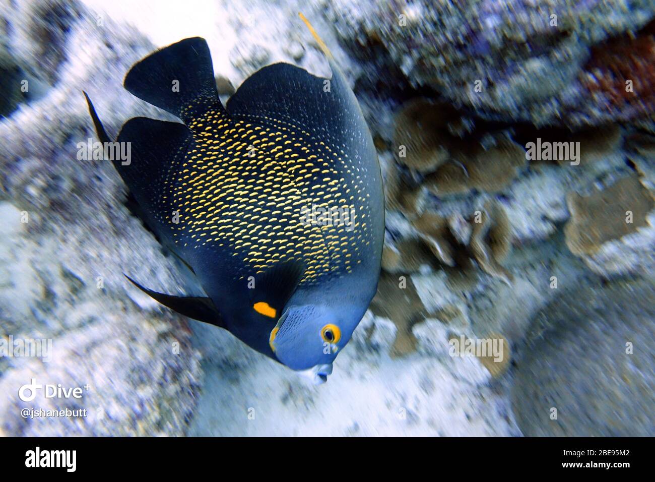 A beautifully colored French Angelfish swimming around the rock and ...
