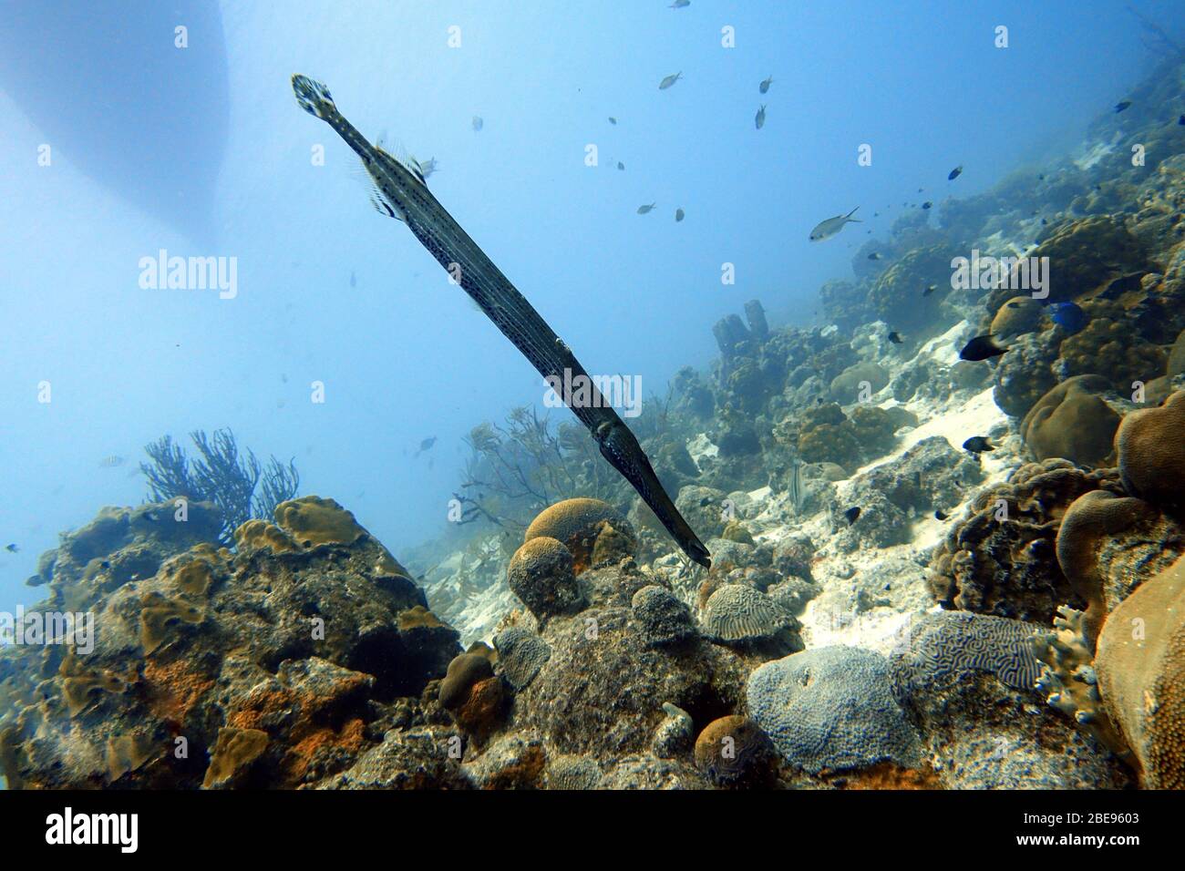 An underwater photo of a Trumpetfish, Aulostomus maculatus, which is ...