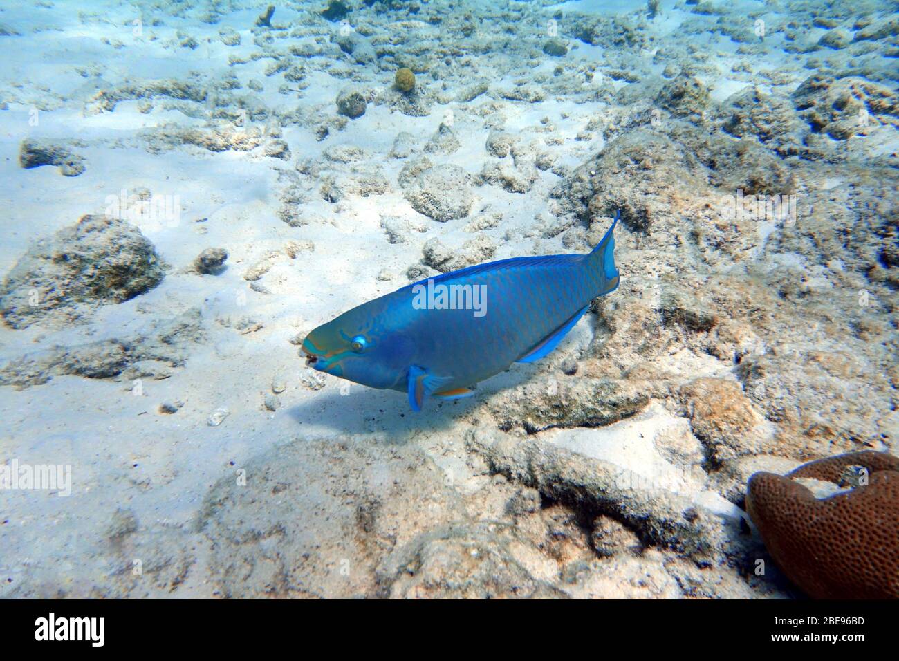 An underwater photo of a Parrotfish swimming around the rock and coral ...
