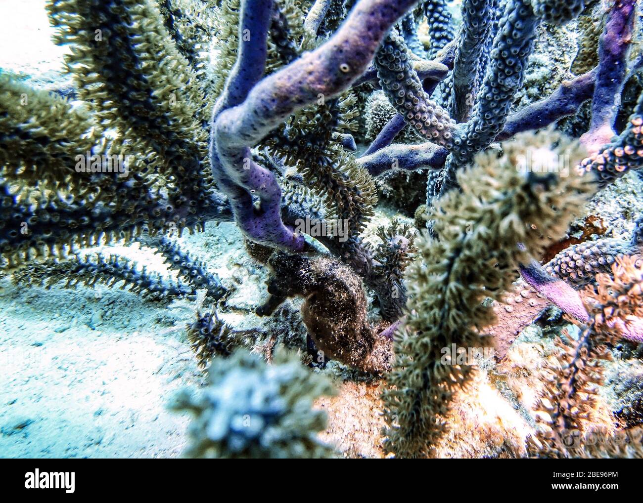 An underwater photo of a Seahorse or "Hippocampus" comes from the ...