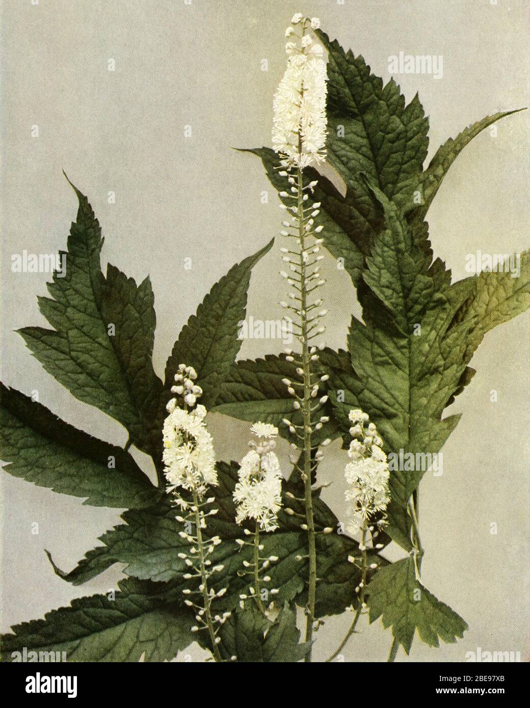 Bugbane hi-res stock photography and images - Alamy