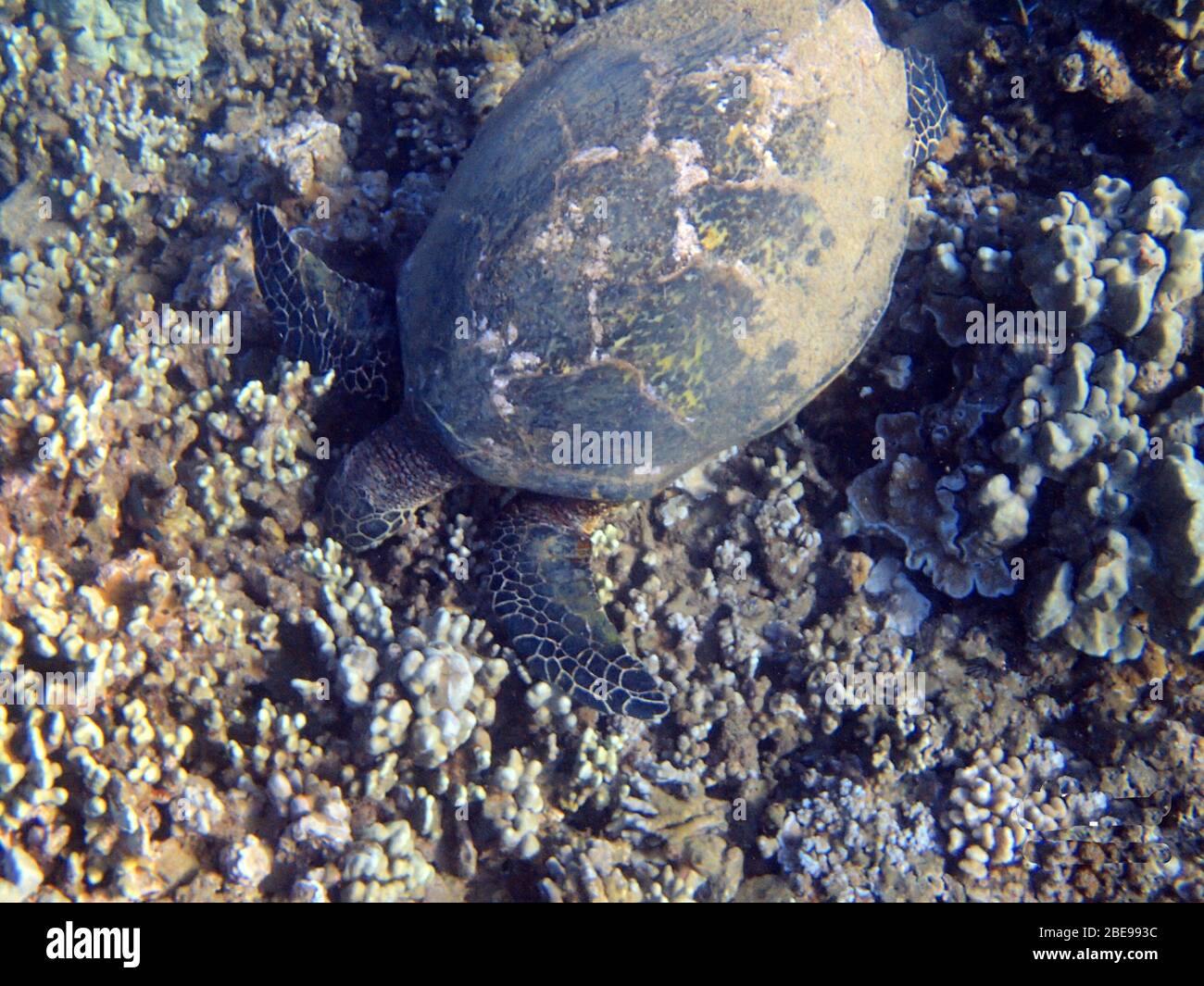 An underwater photo of a Sea Turtle. Sea turtles, sometimes called ...
