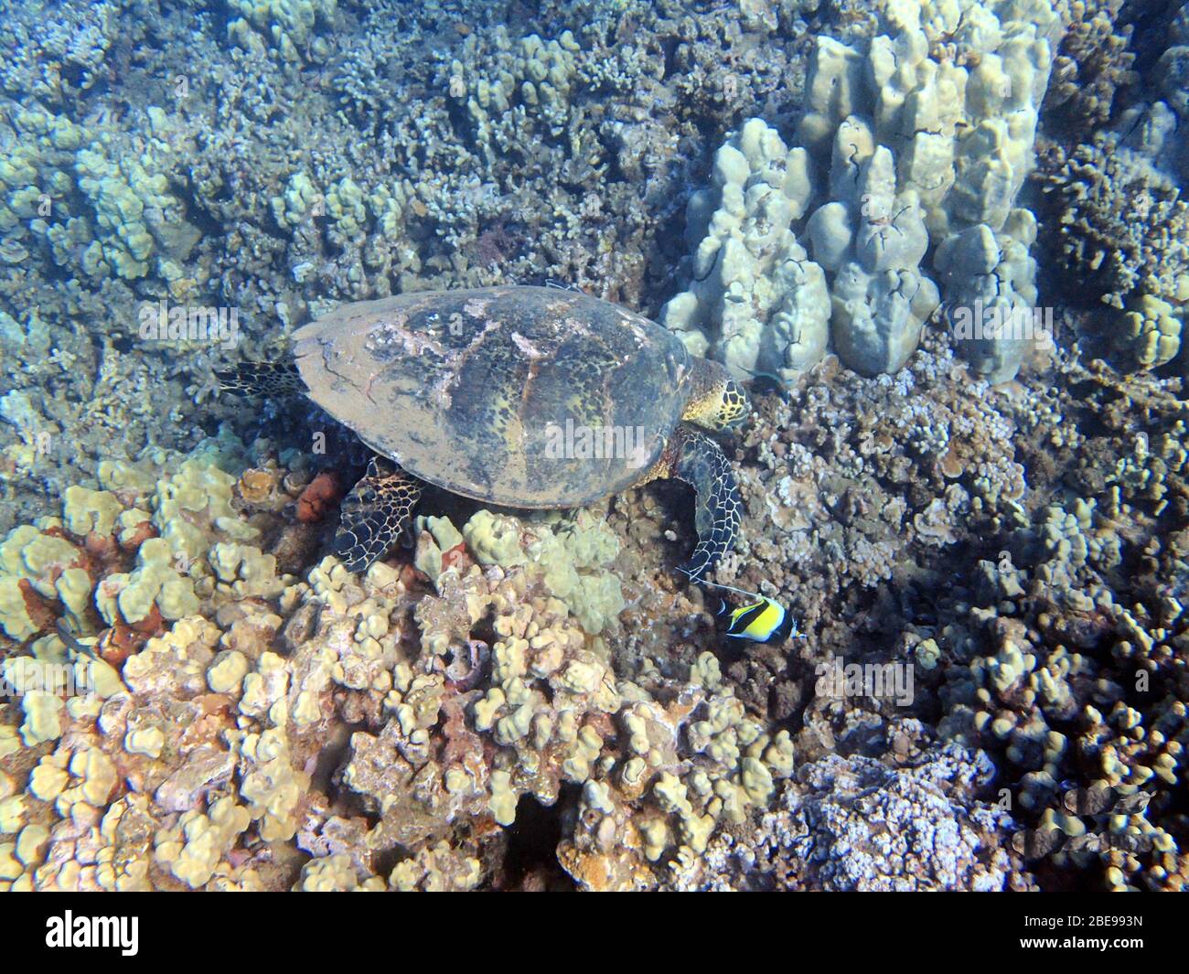 An underwater photo of a Sea Turtle. Sea turtles, sometimes called ...