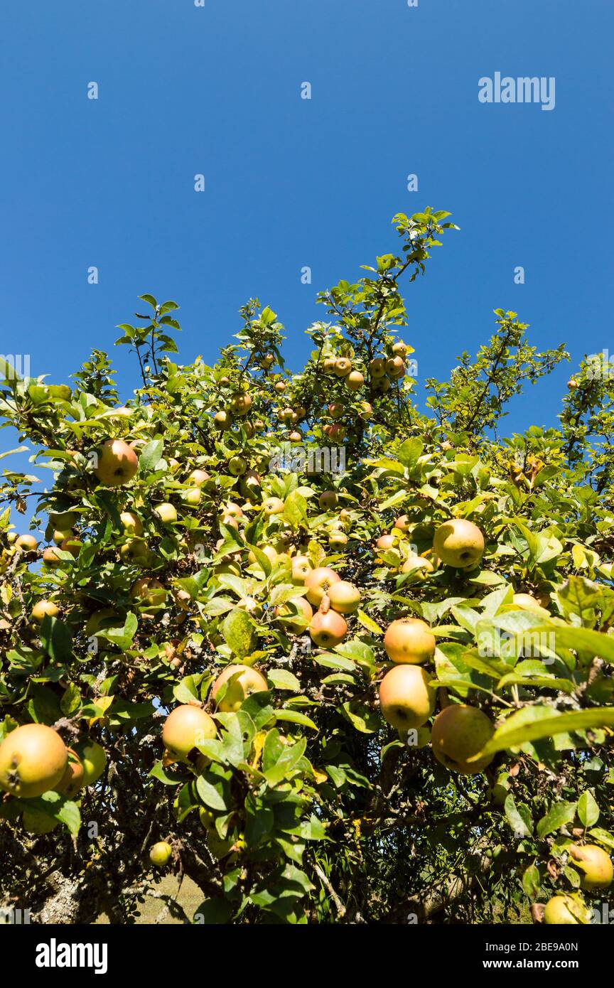 Overloaded tree hi-res stock photography and images - Alamy