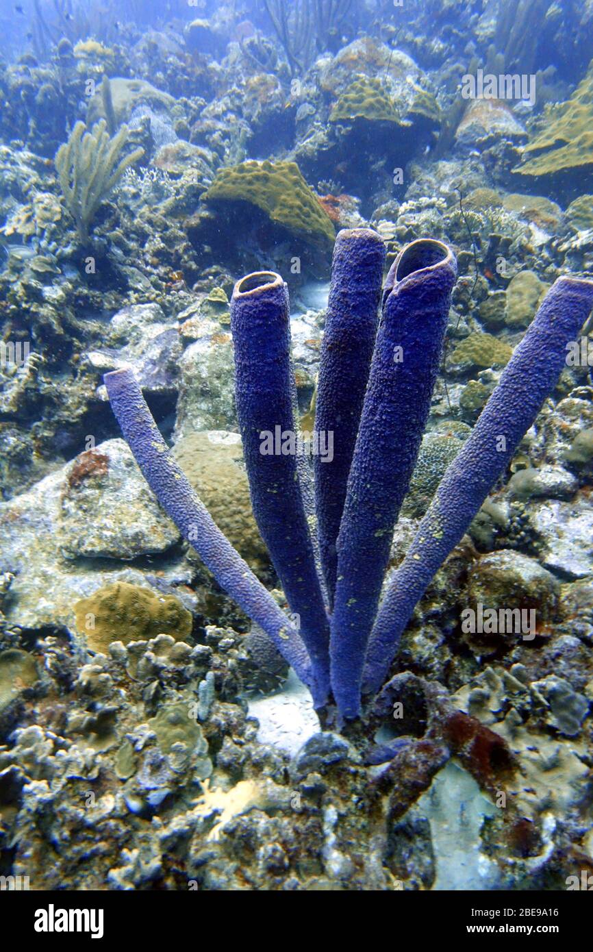 White vase sponge hi-res stock photography and images - Alamy