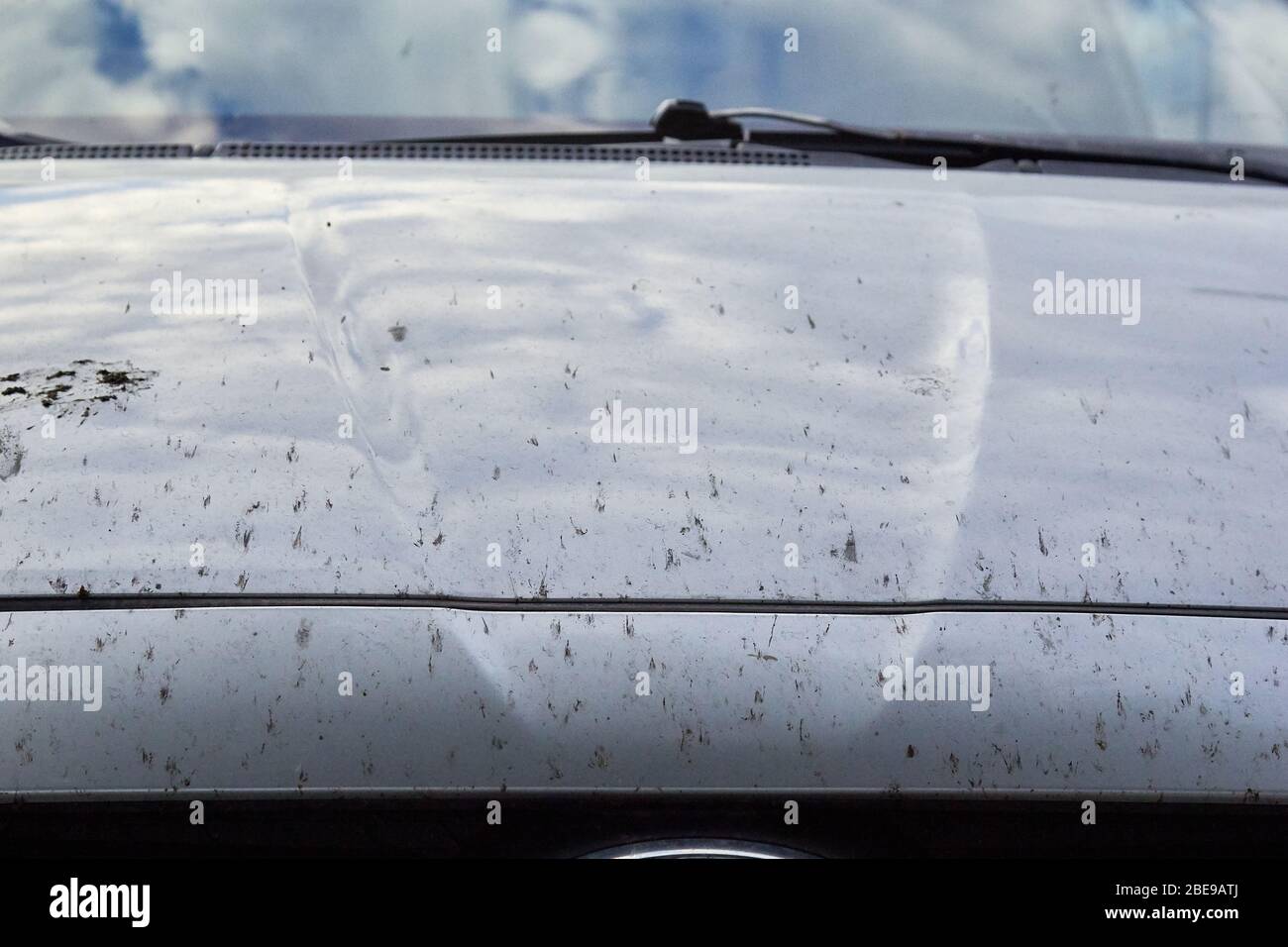midges insects on the bumper and hood of the car Stock Photo - Alamy