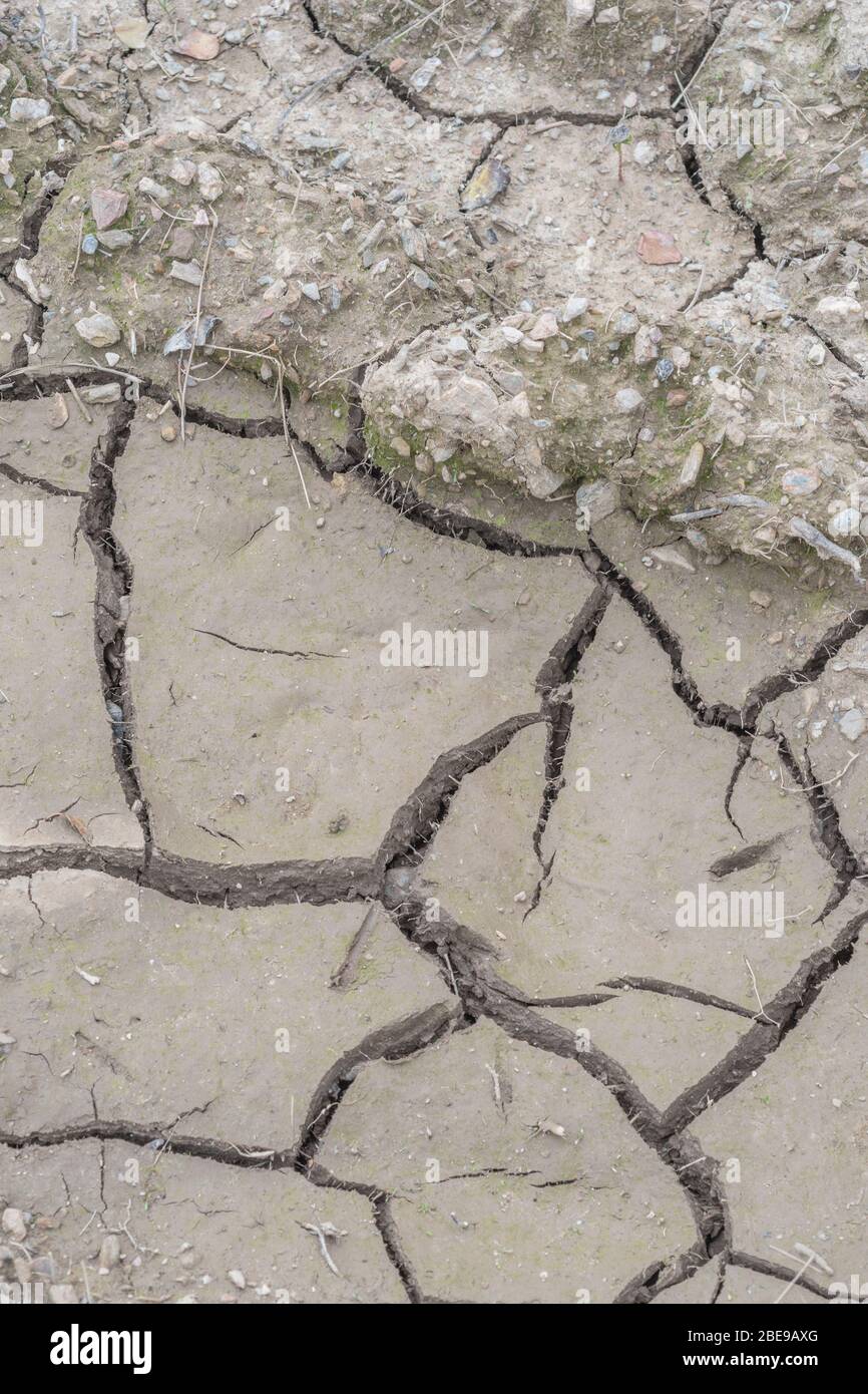 Deep cracks in drying muddy farmland soil. For political cracks, water ...