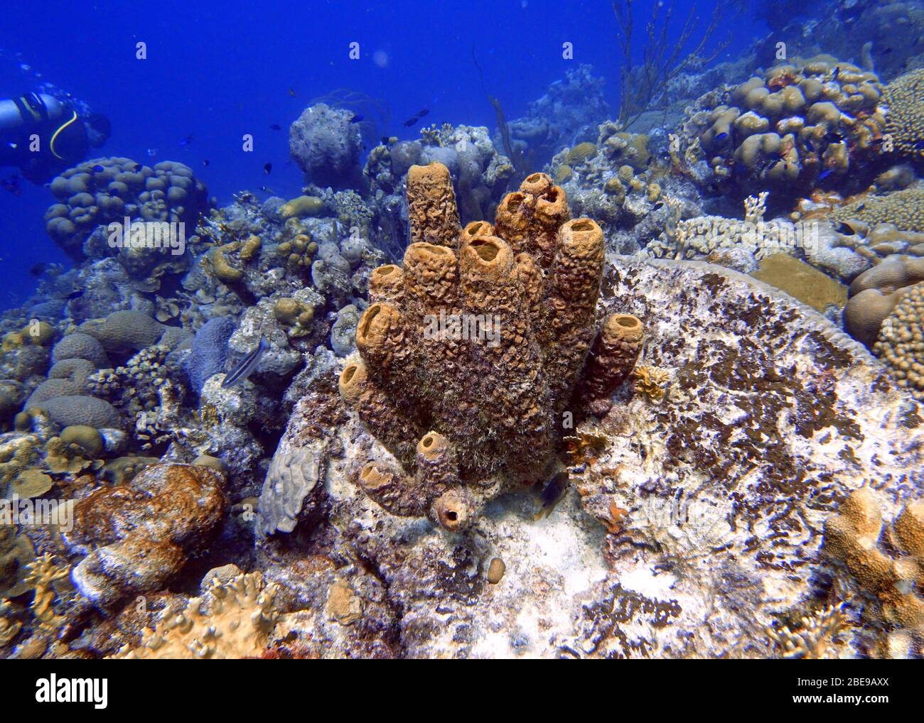 An underwater photo of a Tublular Sponges or Callyspongia vaginalis ...