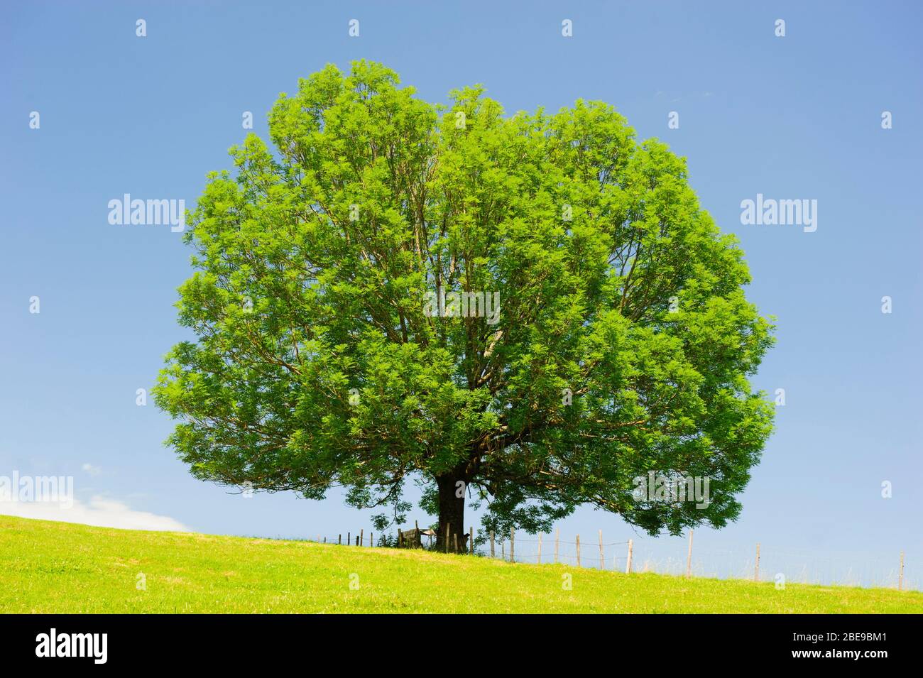 Lime tree in the spring hi-res stock photography and images - Alamy