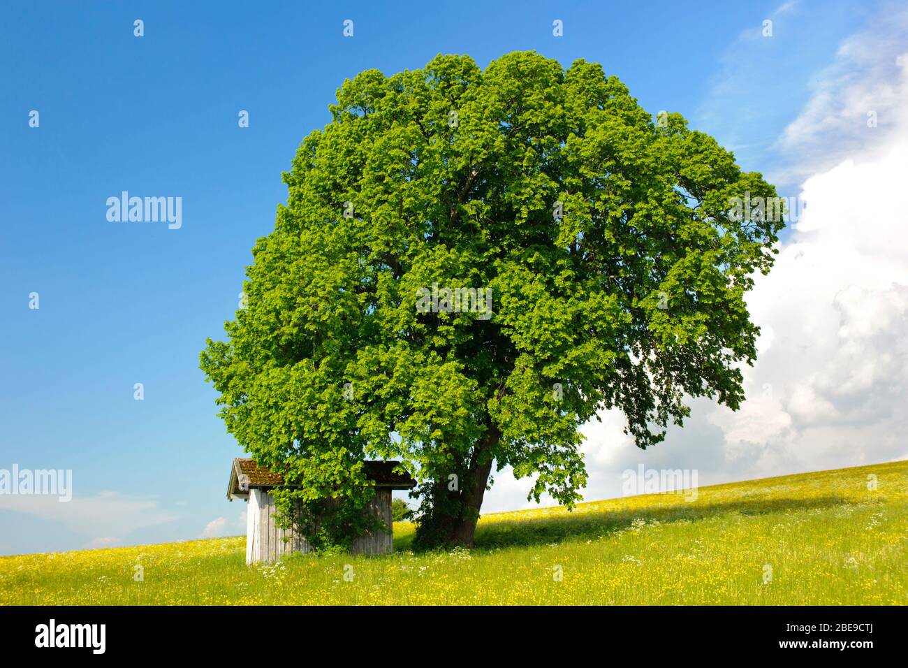 Spring lime tree hi-res stock photography and images - Alamy