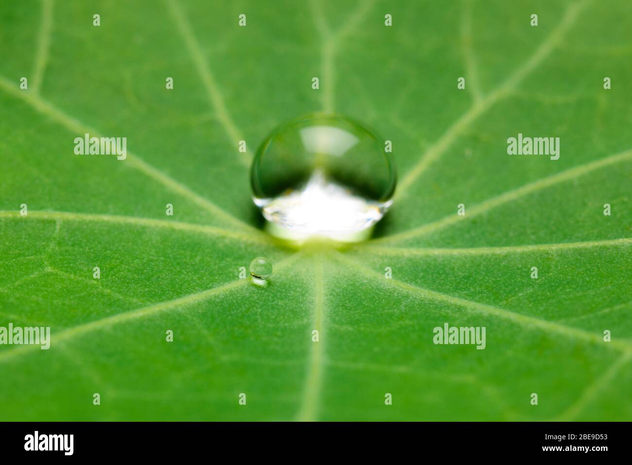 leaf of lotus plant with water drop Stock Photo - Alamy