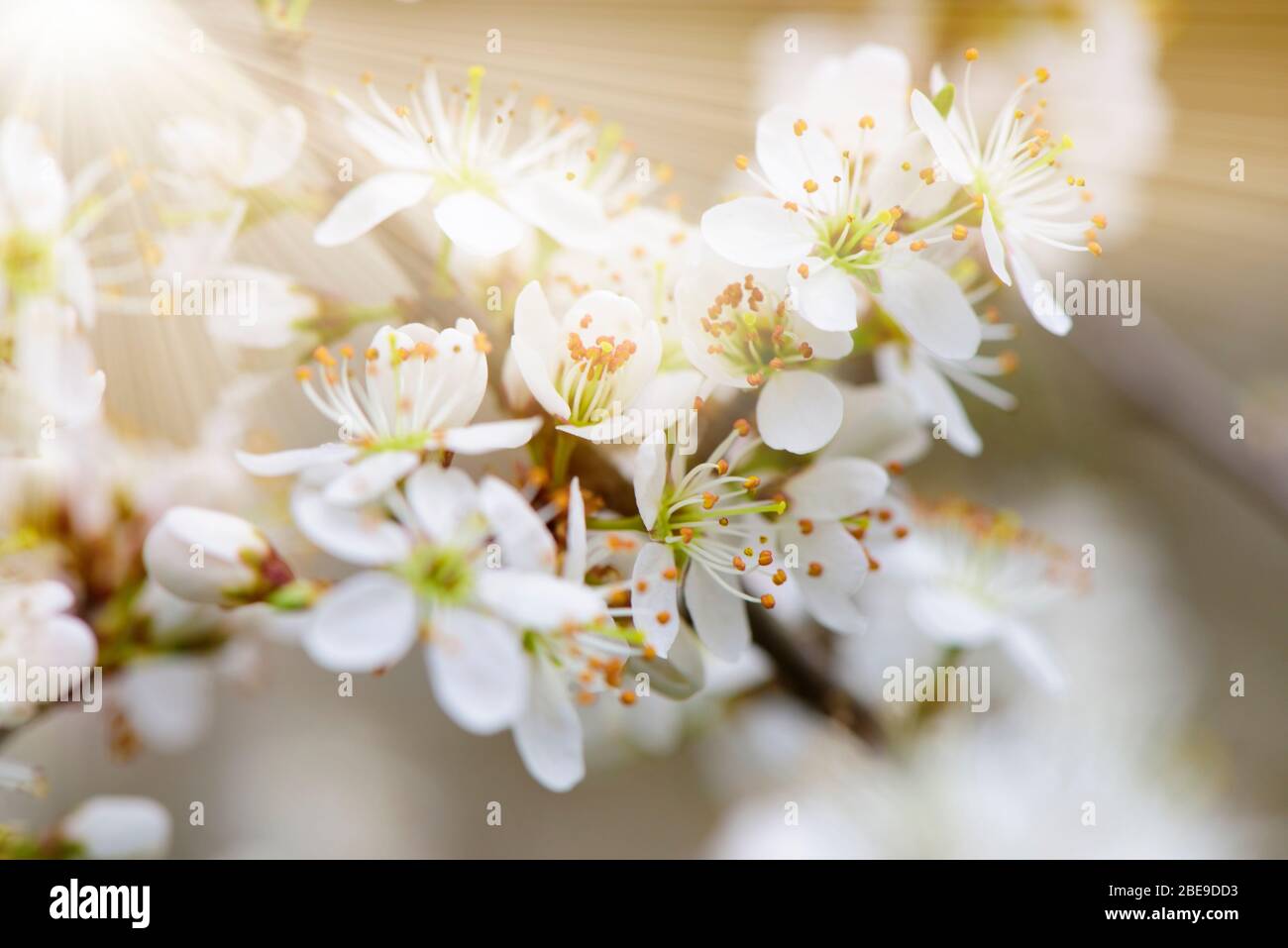 Pollen texture hi-res stock photography and images - Alamy