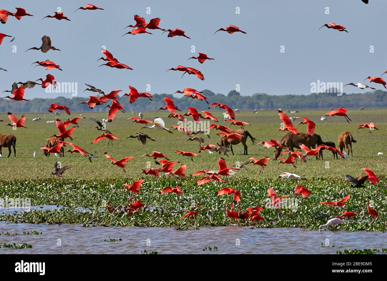 Colony of flying Scarlet Ibis, Eudocimus ruber, LOS LLANOS, Venezuela ...