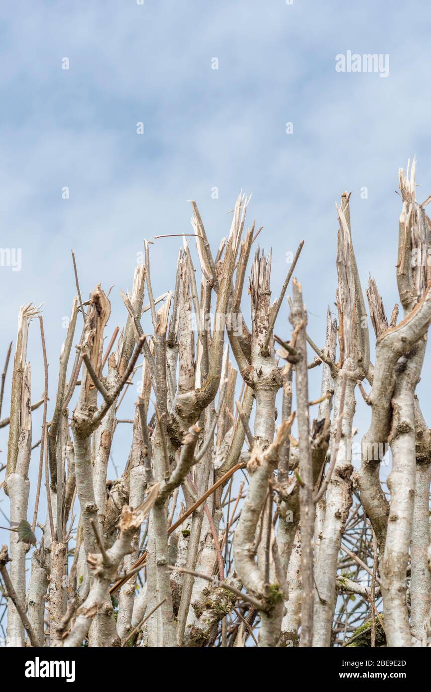 Flail trimming hi-res stock photography and images - Alamy