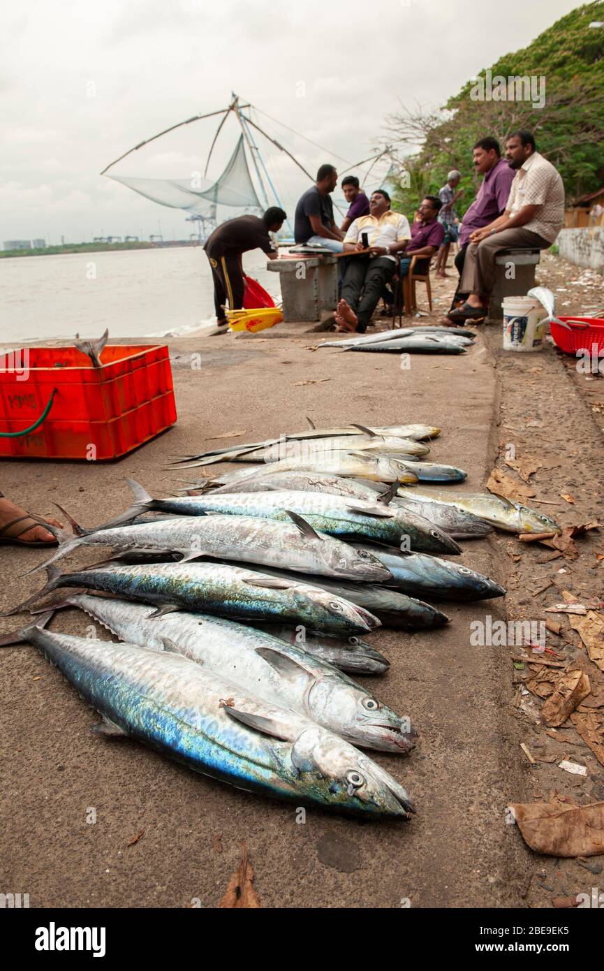India sea fish hi-res stock photography and images - Alamy