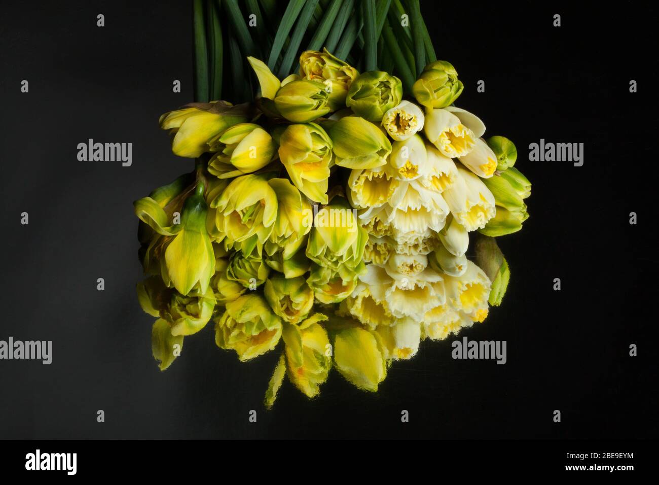 Yellow closed daffodils bouquet on black reflective background Stock ...