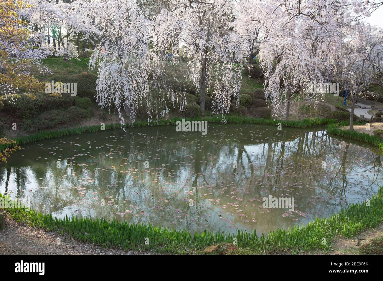 beautiful scenery of cherry blossoms at Bomunjeong Pavilion in Gyeongju ...