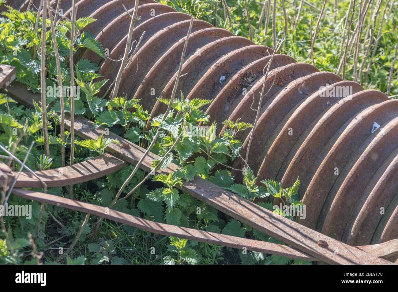 Leaves of Stinging Nettle / Urtica dioica in Spring sunshine & farm ...