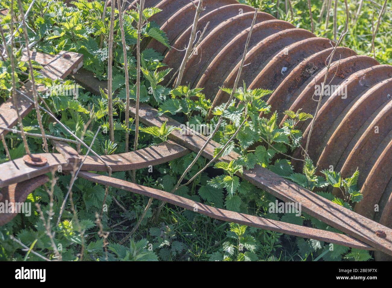 Leaves of Stinging Nettle / Urtica dioica in Spring sunshine & farm ...