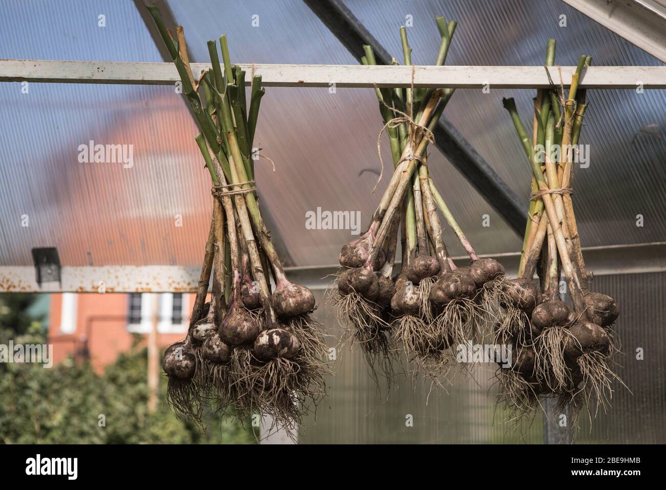 Bunches of garlic cut and hang in a greenhouse Stock Photo - Alamy