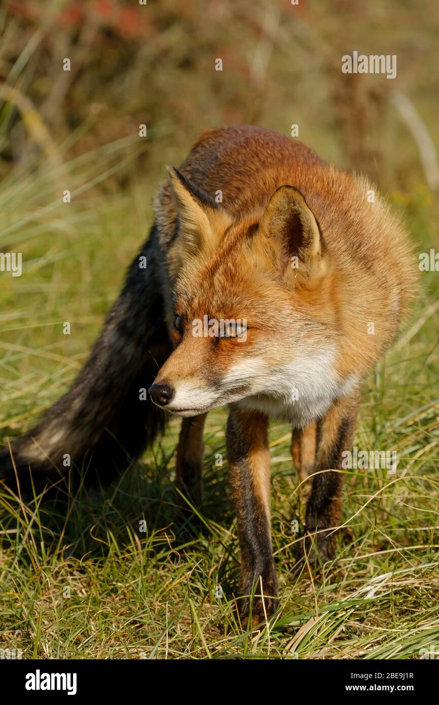 A magnificent wild Red Fox, hunting for food to eat in the long grass ...