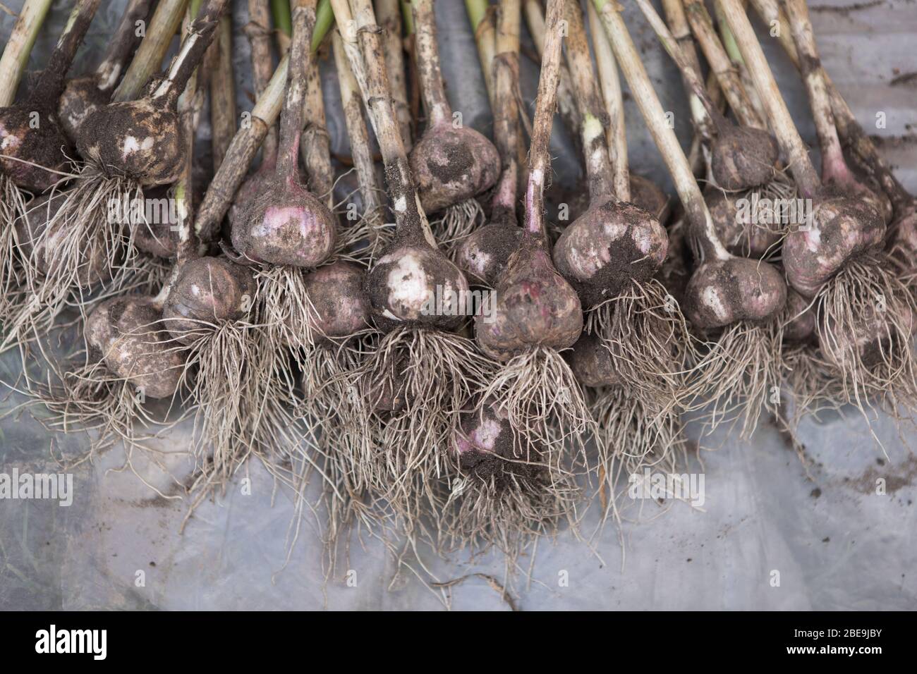 Soiled garlic laying on the ground Stock Photo - Alamy