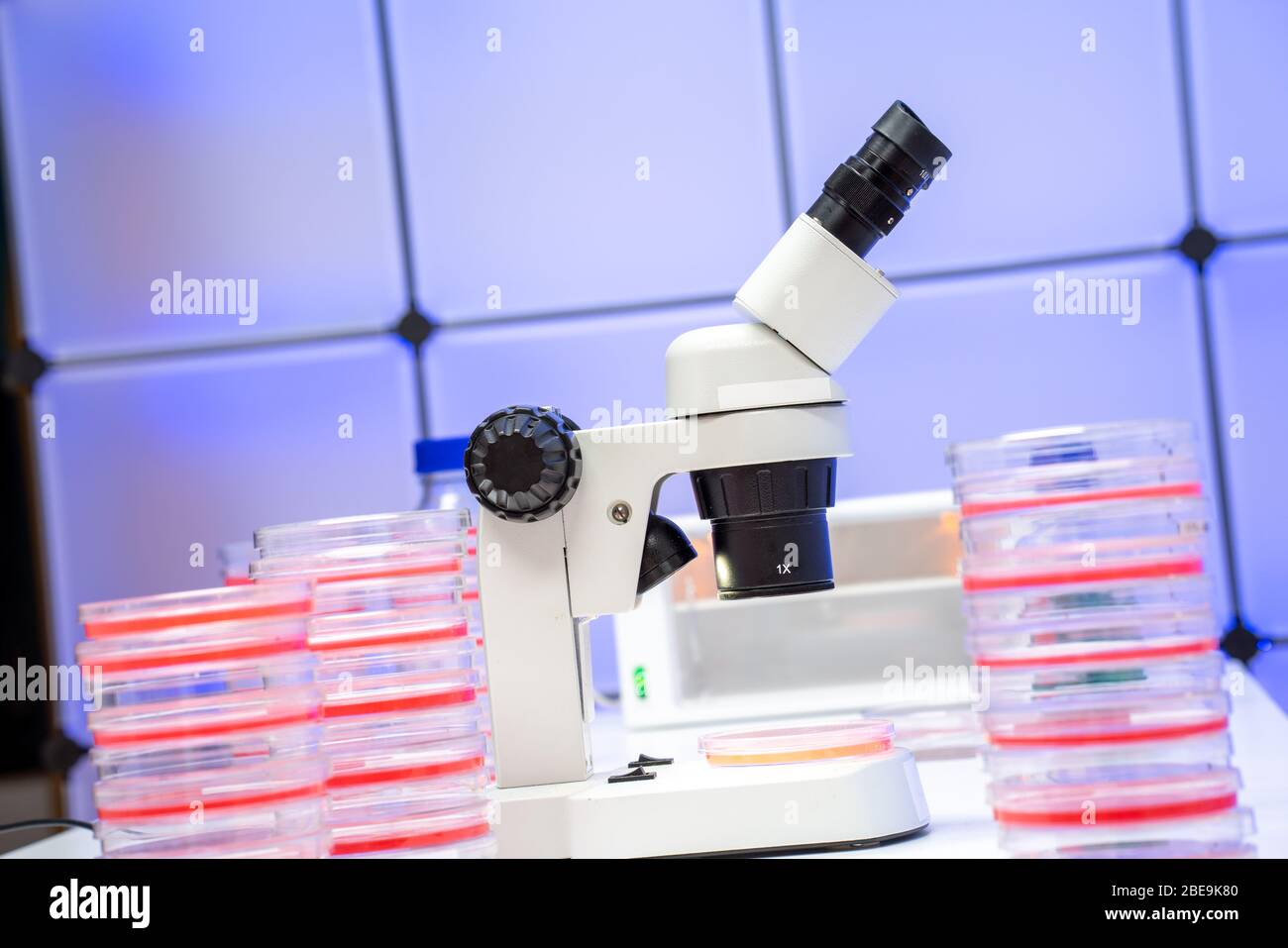 Microscope and petri dish with biological sample on clinical workbench ...