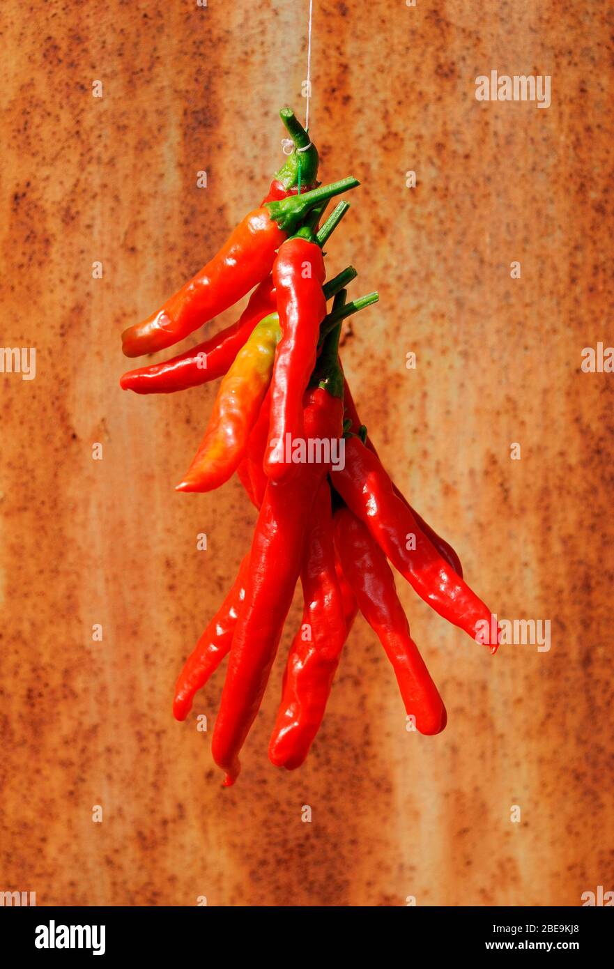 String of chillies hi-res stock photography and images - Alamy