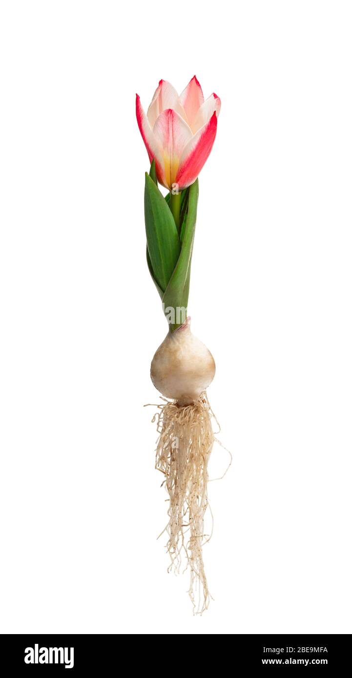 Pink dwarf tulip with flower and roots isolated on white Stock Photo ...