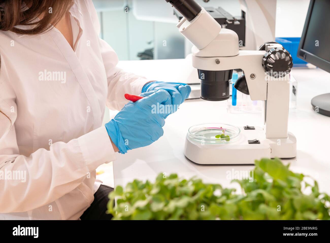 Inspection of the quality of agricultural seeds. Checking the quality ...
