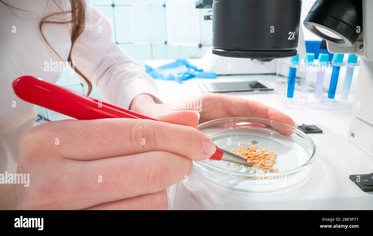Inspection of the quality of agricultural seeds. Checking the quality ...