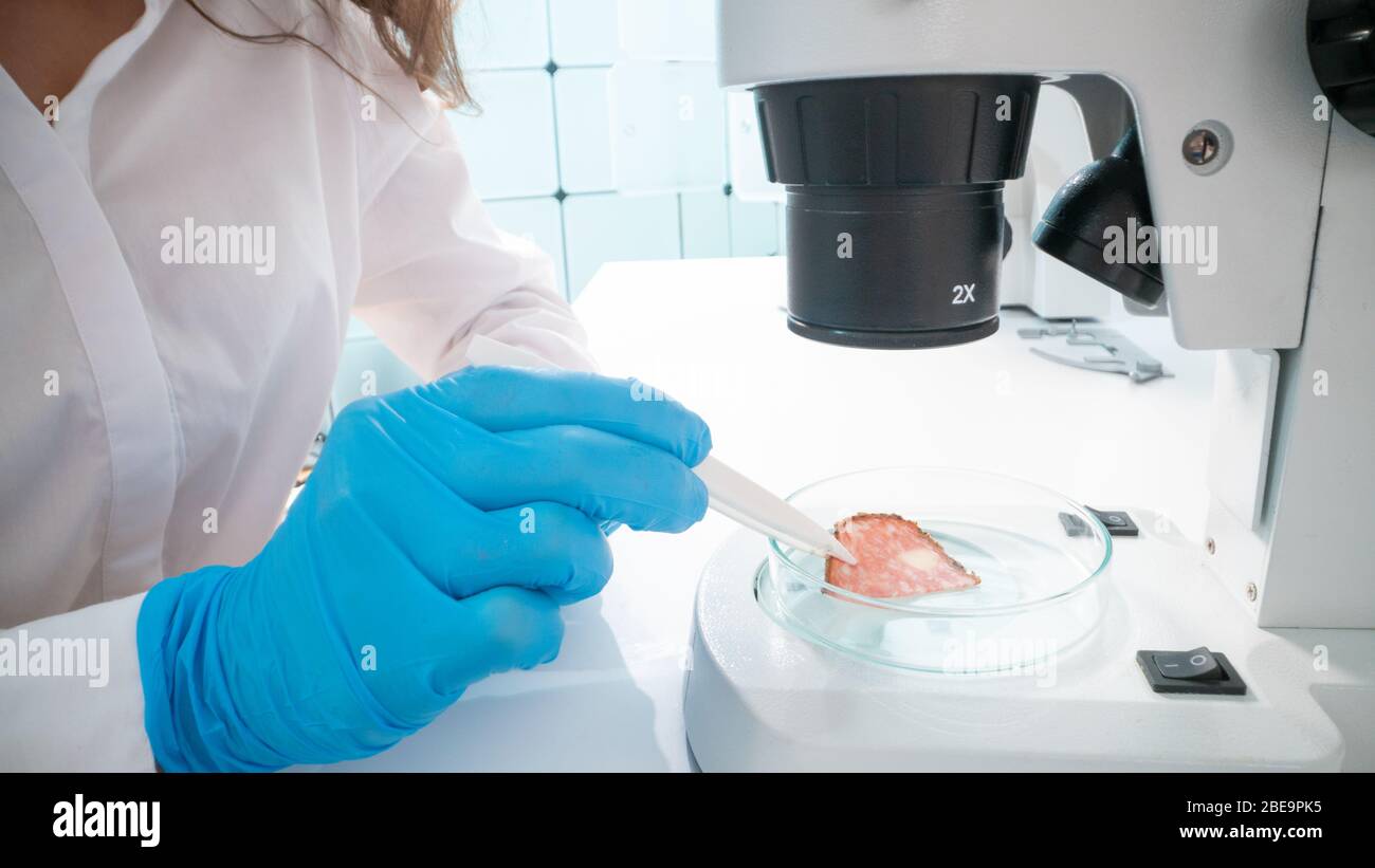 Inspection of meat and fish quality in the food quality laboratory ...