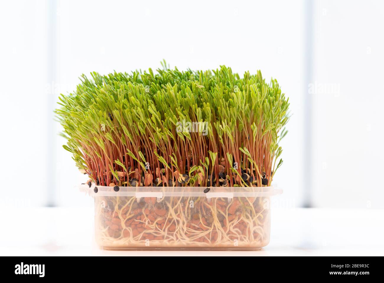 green sprouts edible plants. microgreens nutrition Stock Photo - Alamy