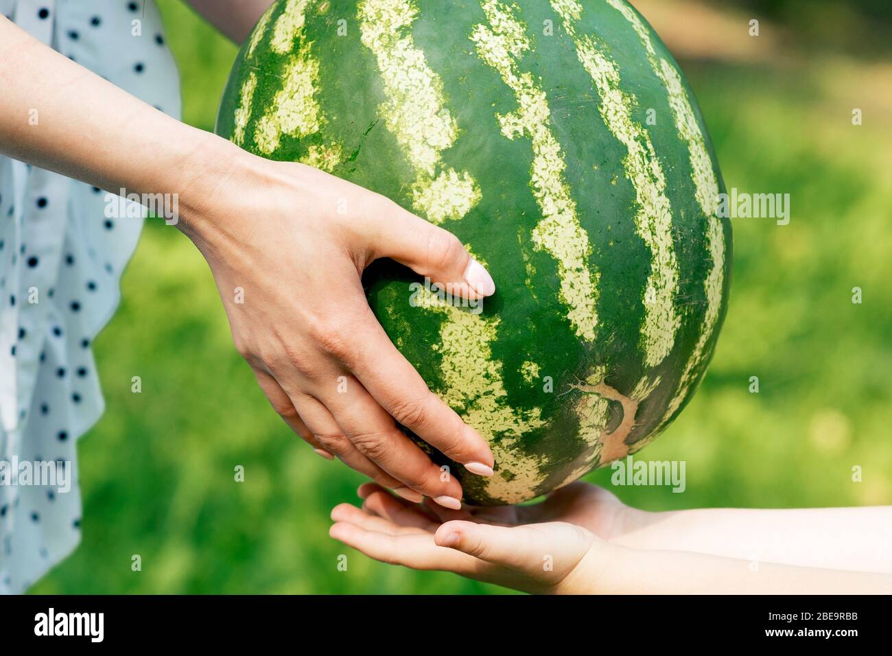 Woman's hands are giving to child's hands a whole watermelon close up ...