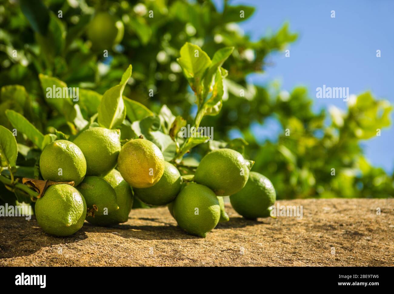 Branch of a lemon tree with a group of green lemons under sunshine ...