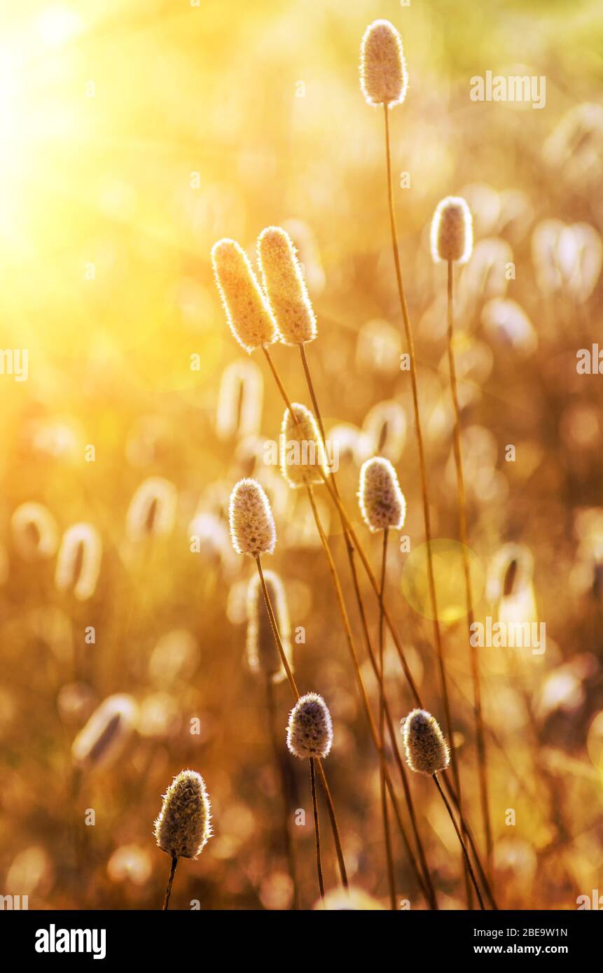 Closeup on dry wild spikes backlit with warm setting sun Stock Photo ...