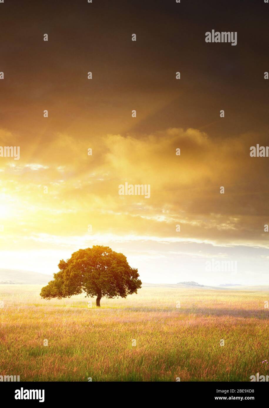 Rural landscape with a single tree in a flowery plain at sunset Stock ...