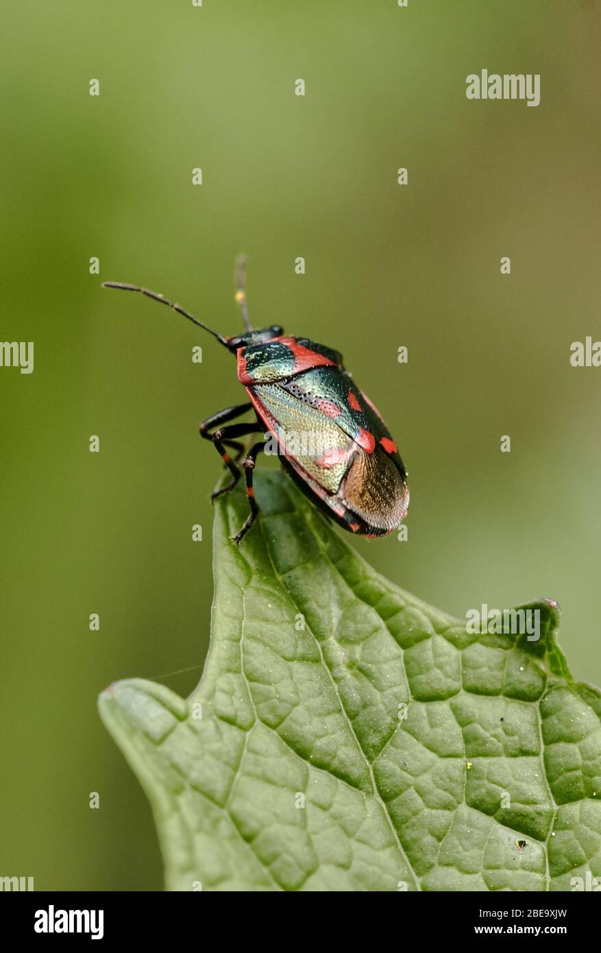 Black rape bug (shield bug, Eurydema oleracea) with red markings on a ...
