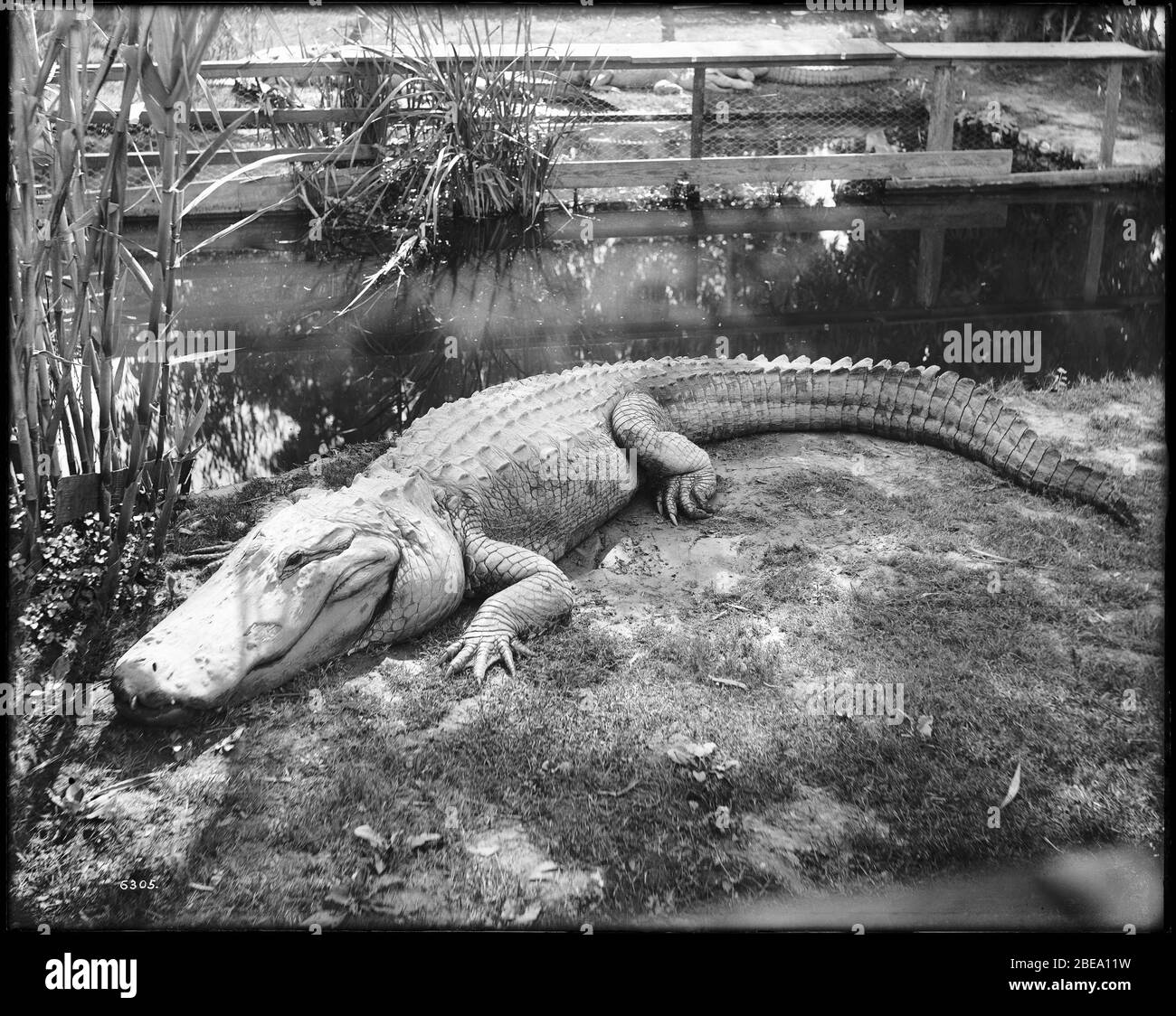 California Alligator Farm High Resolution Stock Photography and Images ...