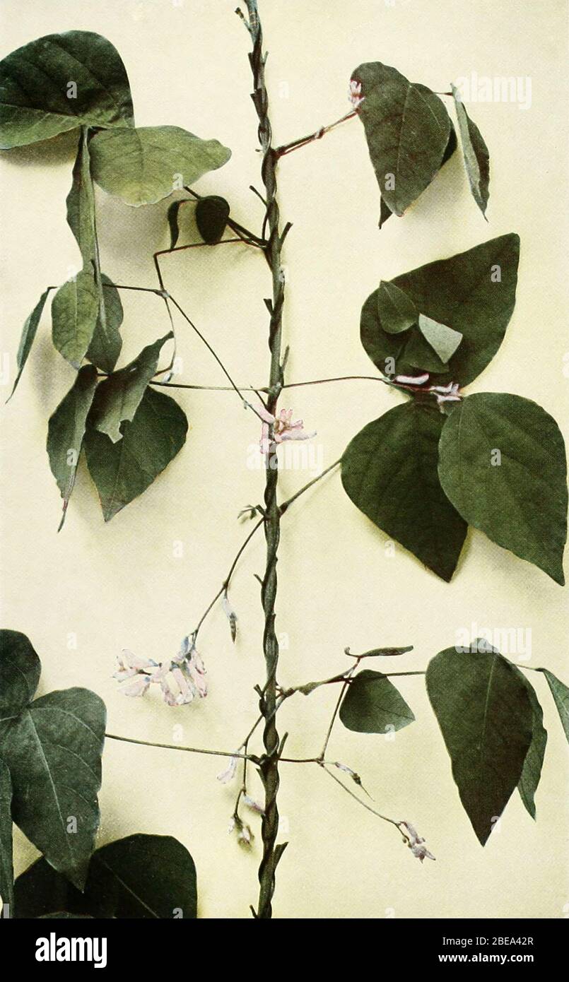 The linnaeus museum hi-res stock photography and images - Alamy